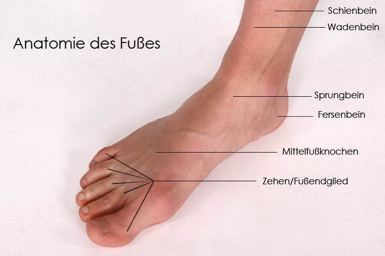 Die Anatomie des Fußes | Schuhdealer Blog